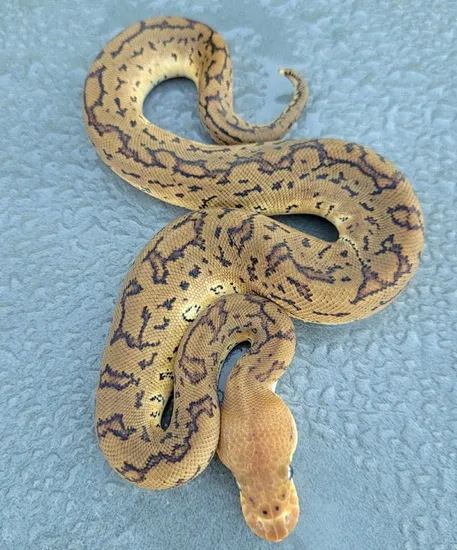 Trident Motley Pinstripe Clown Ball Python by Xtra Morphs
