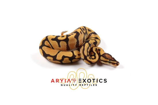 OD Fire Het Clown (50% Het TSK) Ball Python by Aryia's Exotics