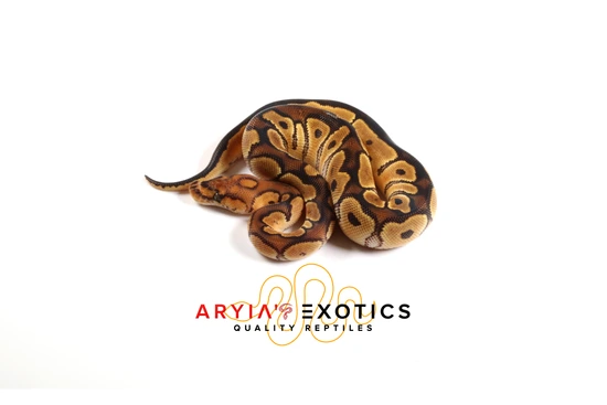 Lace Clown Ball Python by Aryia's Exotics
