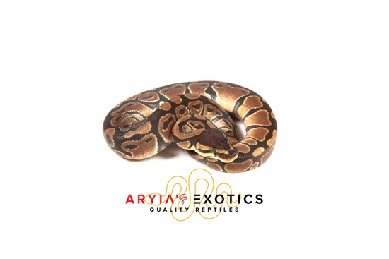 Het Clown (Het Hypo) Ball Python by Aryia's Exotics