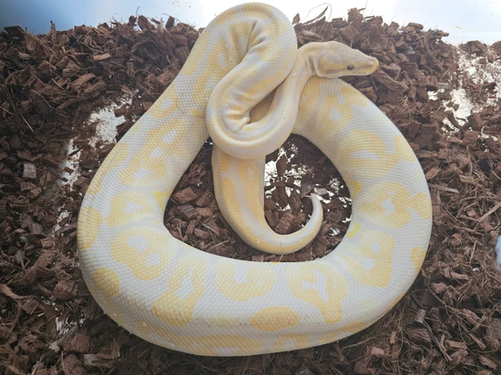 Proven Black Pastel Lavender Ball Python by Aryia's Exotics