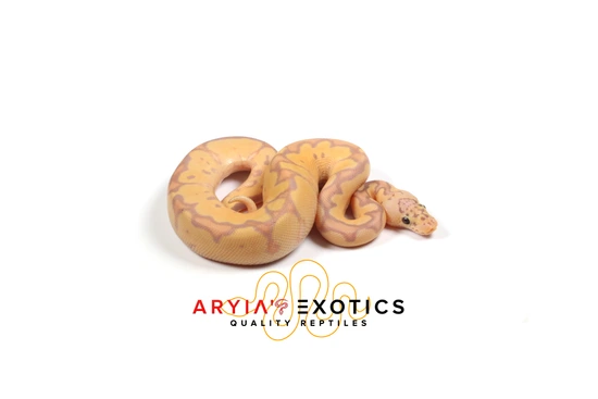 Pastel Banana Wookie Clown Ball Python by Aryia's Exotics