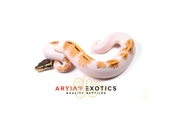 Pastel ODYB Fire/Vanilla GHI Pied Ball Python by Aryia's Exotics