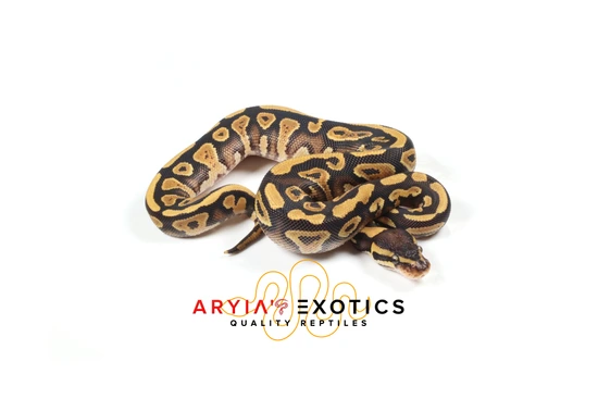 Mystic YB Het Clown Ball Python by Aryia's Exotics