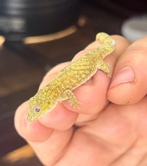 Male Eurydactylodes Vieillardi Chameleon Gecko by RnA’s Exotics