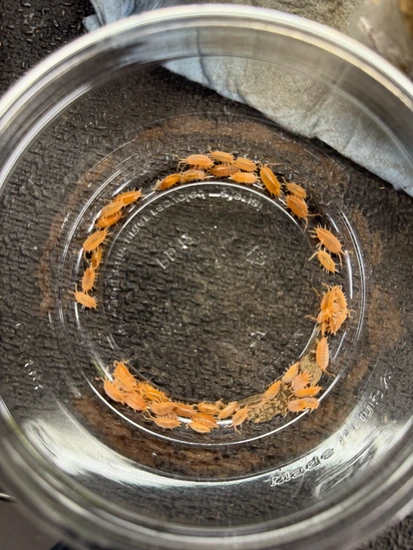 25ct Oreo Crumble & 25ct Powder Orange Isopod by RnA’s Exotics