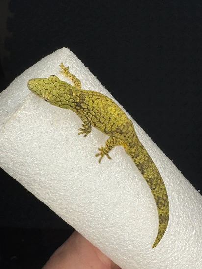 EO Eurydactylodes Occidentalis Chameleon Gecko by RnA’s Exotics