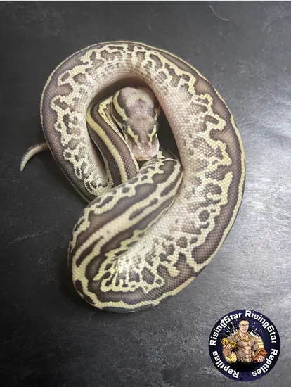 Pastel Leopard Butter Yellow Belly Het Clown Ball Python by ...
