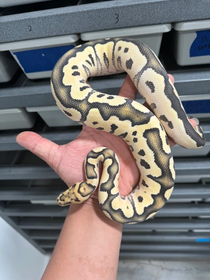 Desert Ghost Clown Het Vpi Axanthic Ball Python by RisingStarReptiles