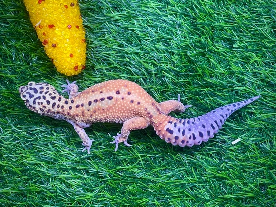 RTB Burning Blood Het Blue Amber Eye & Rainwater Leopard Gecko by ...