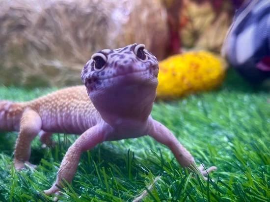 RTB Super Hypo Tangerine Carrot Tail Burning Blood Possible Het Blue ...