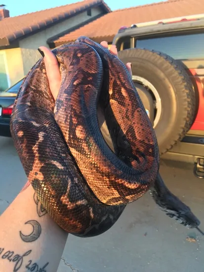 Redtail Boa Constrictor by Ashley’s reptiles