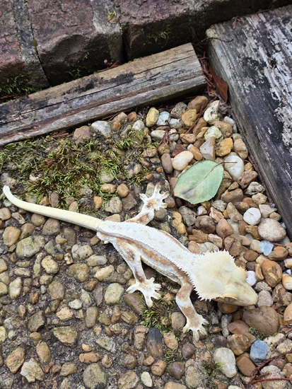 MUST GO THIS WEEK! Make An Offer High-End Crested Gecko Breeding Pair ...