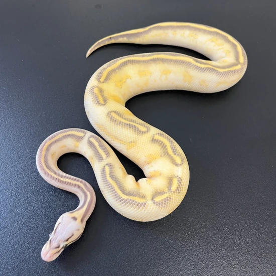Pastel Highway Ball Python by Living Art Ball Python's