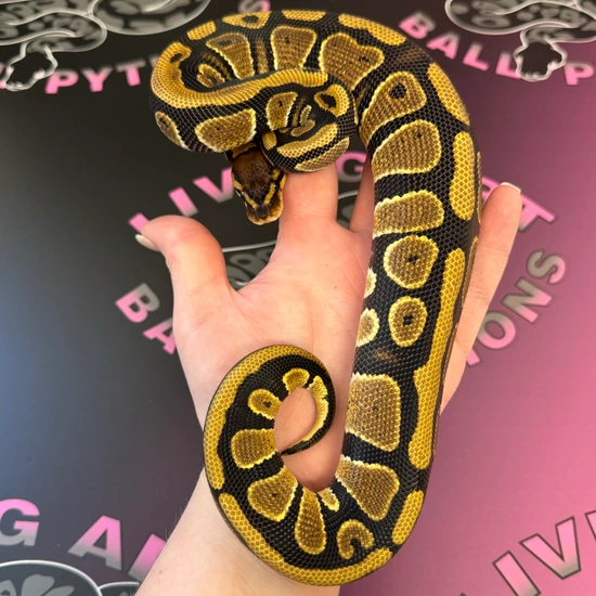 Motley 100% Het Clown Ball Python by Living Art Ball Python's