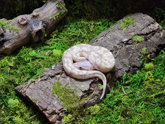 Banana Fire Het Pied Female Ball Python by Frostfire Exotics