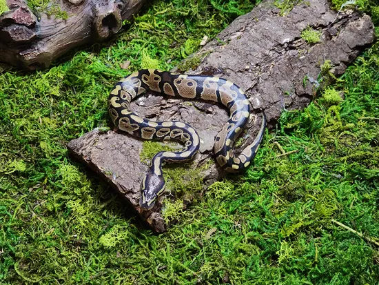 Harlequin Ball Python by Frostfire Exotics