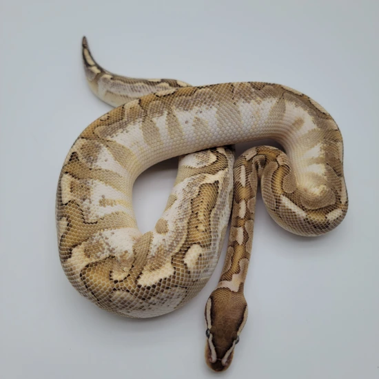 Bamboo Pastel Paint Ball Python by Nocturnal Pythons