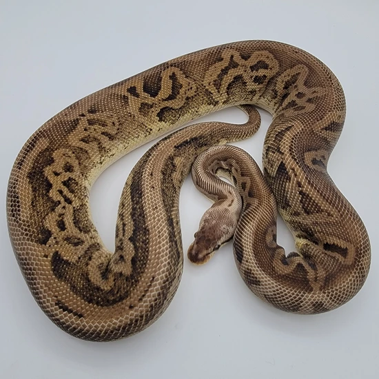 Black Pewter Leopard 100% DH Albino Piebald Ball Python by Nocturnal Pythons