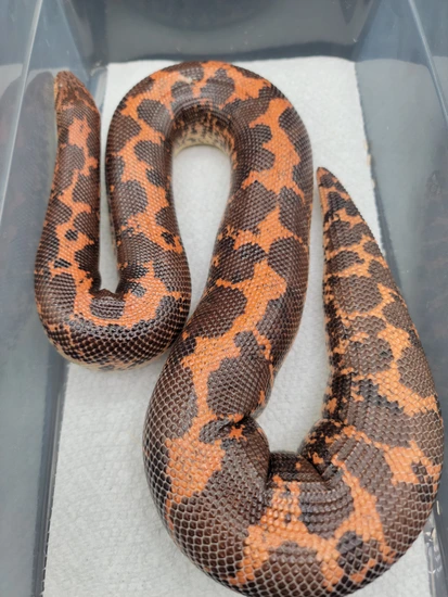 Normal Het Anery Kenyan Sand Boa by Nocturnal Pythons