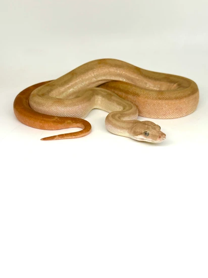“Female” Motley FIRE Sunglow Yearling Boa Constrictor by ASR Genetic Art