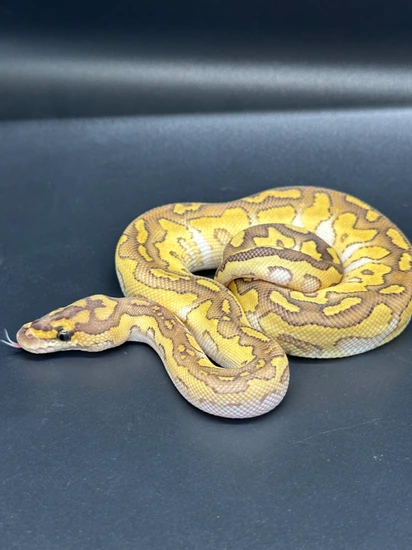 Stranger Lesser/Butter Clown Ball Python by ASR Genetic Art