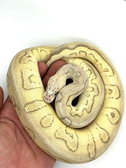 Stranger Butter\Lesser Pastel (Pos Super)Clown Ball Python by ASR ...
