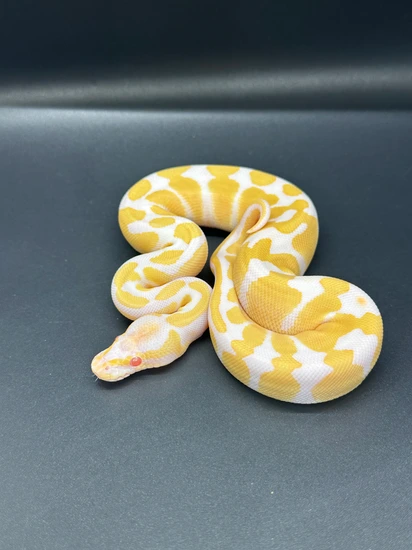 🔥No Reserve🔥 Albino 100% Het Pied Ball Python by ASR Genetic Art