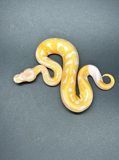 Female Albino Pied Ball Python by ASR Genetic Art