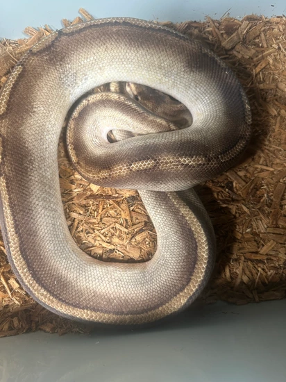 Champagne Ball Python by Free State Ball Pythons