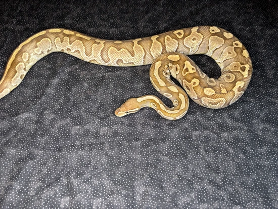 Lesser Ghost Ball Python by Free State Ball Pythons