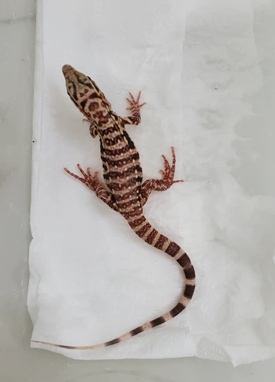 High Red% Albino Tribreed, 50% Het Anery Argentine Tegus by Atlas Exotics