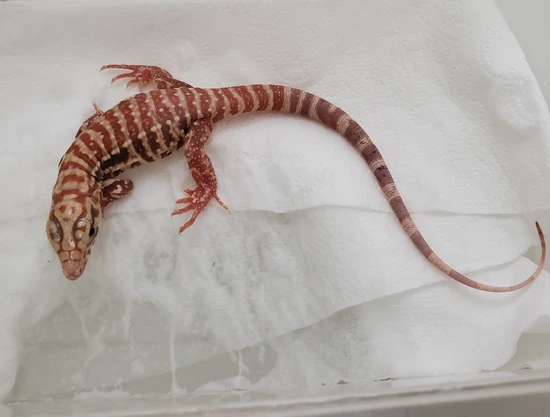 High Red% Albino Tribreed, 50% Het Anery Argentine Tegus by Atlas Exotics