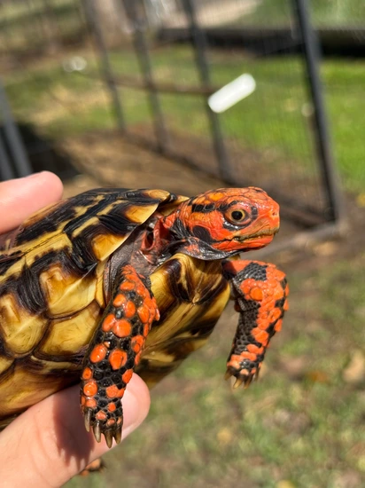 High Color Cherry Head Tortoise Red-Footed Tortoise by AstroShells