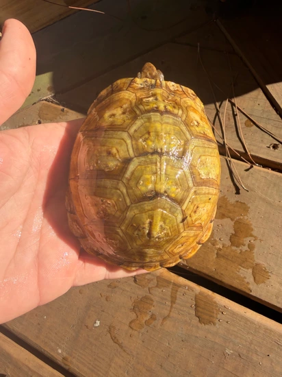 Young Female 3 Toe Box Turtle by AstroShells