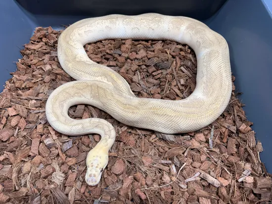 Butter Pastel Lesser Clown Ball Python by Atypical Pets