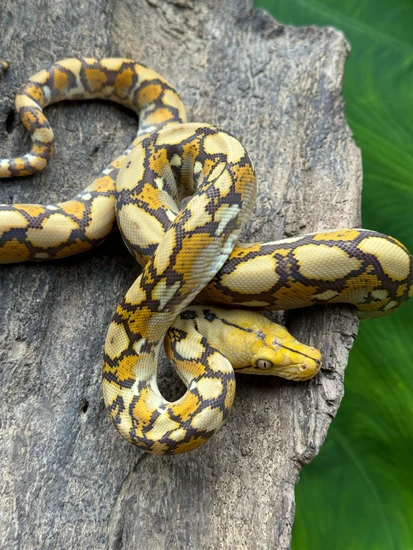 Indo Caramel Het Ocelot Reticulated Python by A&BExotics