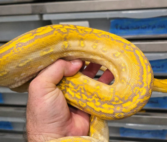 Purple Phantom Marble Het Ocelot Female Reticulated Python by A&BExotics