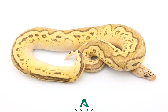 Pastel Fire Clown 100% Het Pied Ball Python by Aura