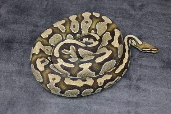 Fire 100% Het Clown Ball Python by Aura
