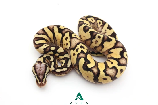 Pastel Orange Dream Yellowbelly 100% Het Zebra Ball Python by Aura
