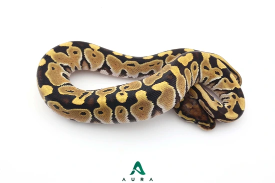 Russo 100% Het Zebra Ball Python by Aura