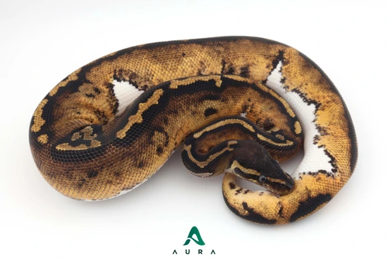 Black Head Pied 100% Het Ultramel Ball Python by Aura