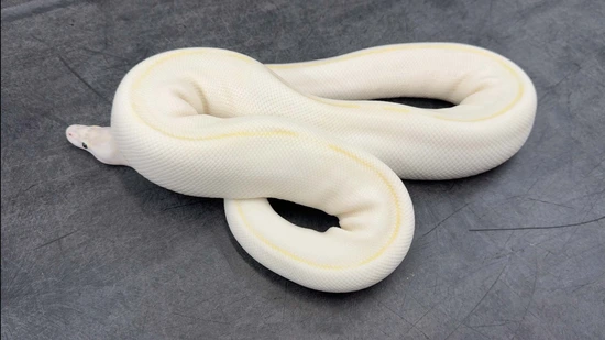 Super Yellow Belly 100% Het Pied Ball Python by Aura