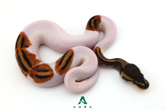 Pied 100% Het Clown Ball Python by Aura