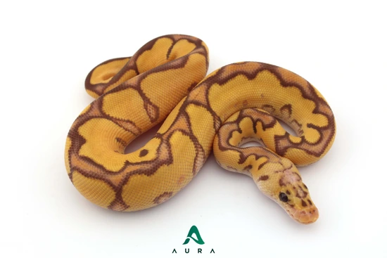 Leopard Pastel Red Stripe Yellow Belly Clown Ultramel Ball Python by Aura