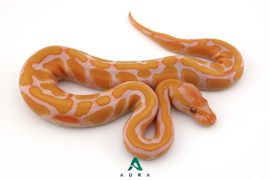 Enchi Lavender Albino 100% Het Clown 100% Het Pied Ball Python by Aura