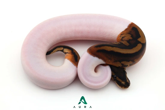 Leopard Pied 100% Het Clown 100% Het Desert Ghost Ball Python by Aura