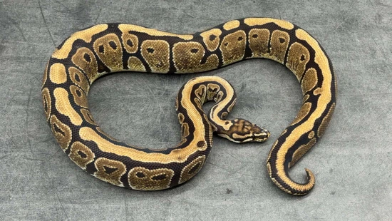 Red Stripe Spotnose 100% Het Lavender Albino 50% Het Axanthic (TSK ...