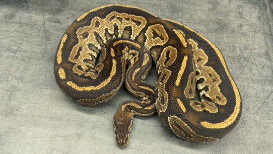 Bongo Ball Python by Aura